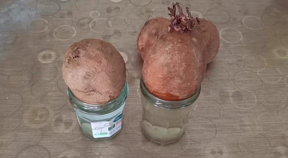 Comment cultiver la patate douce - SlyDventure