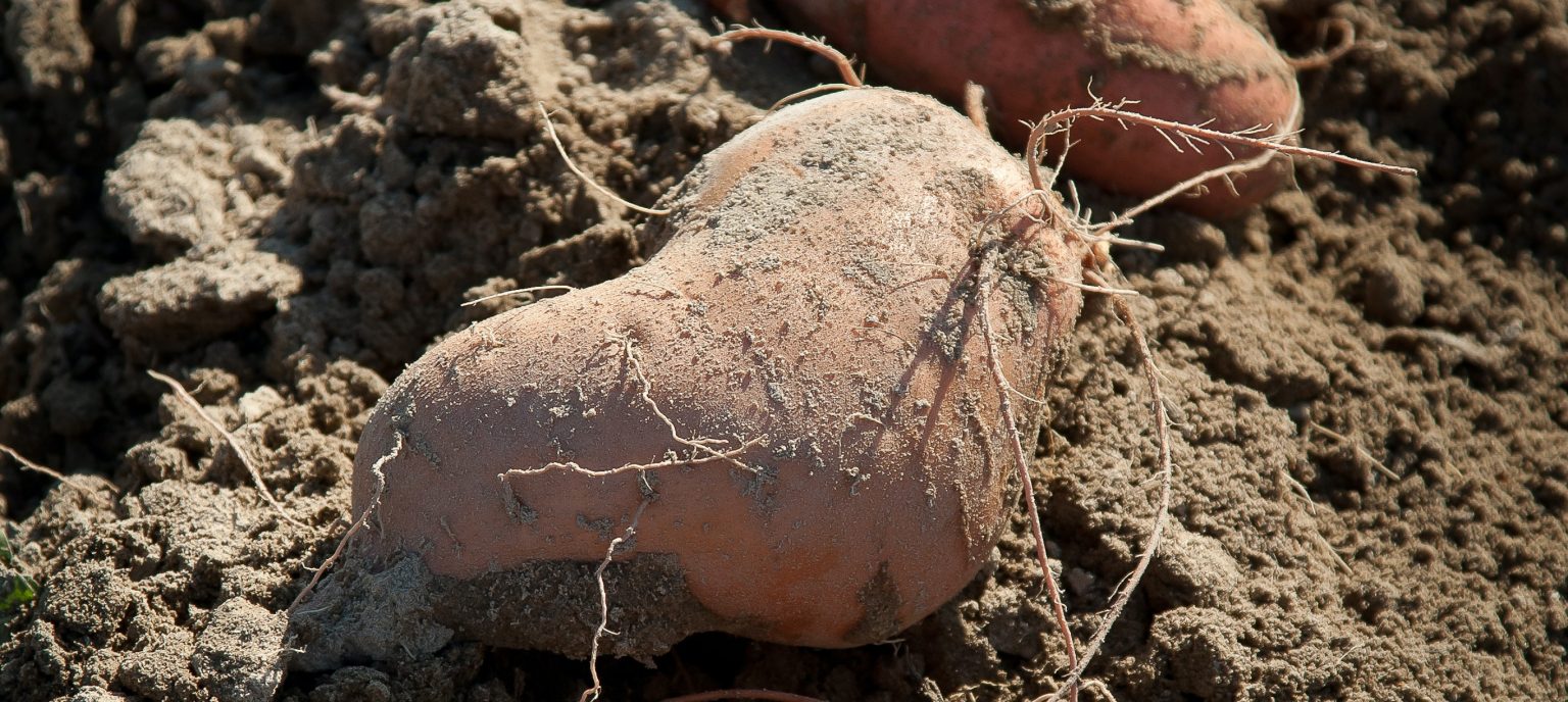 Comment cultiver la patate douce - SlyDventure