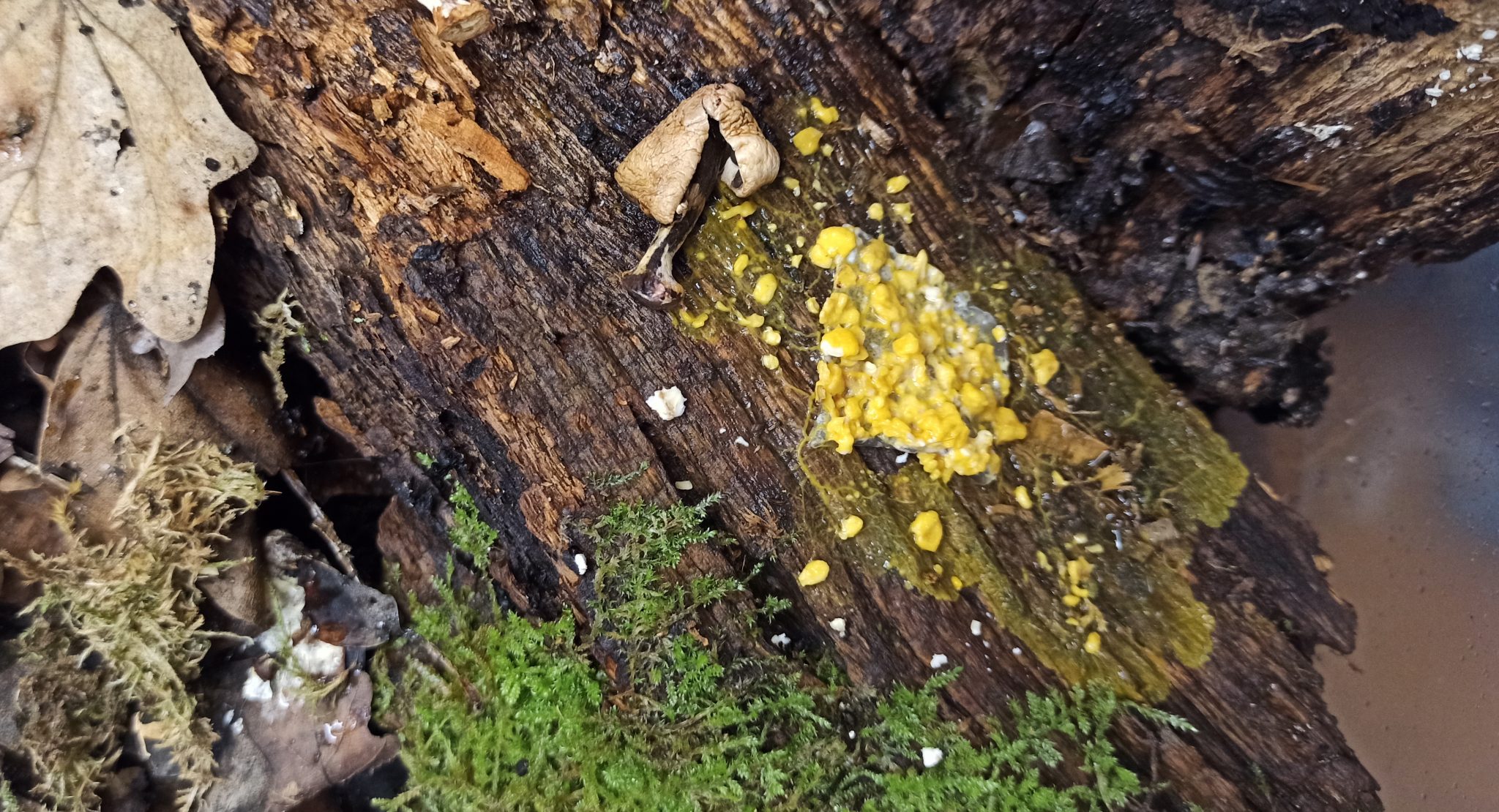 Comment élever un Blob - Physarum Polycephalum - SlyDventure