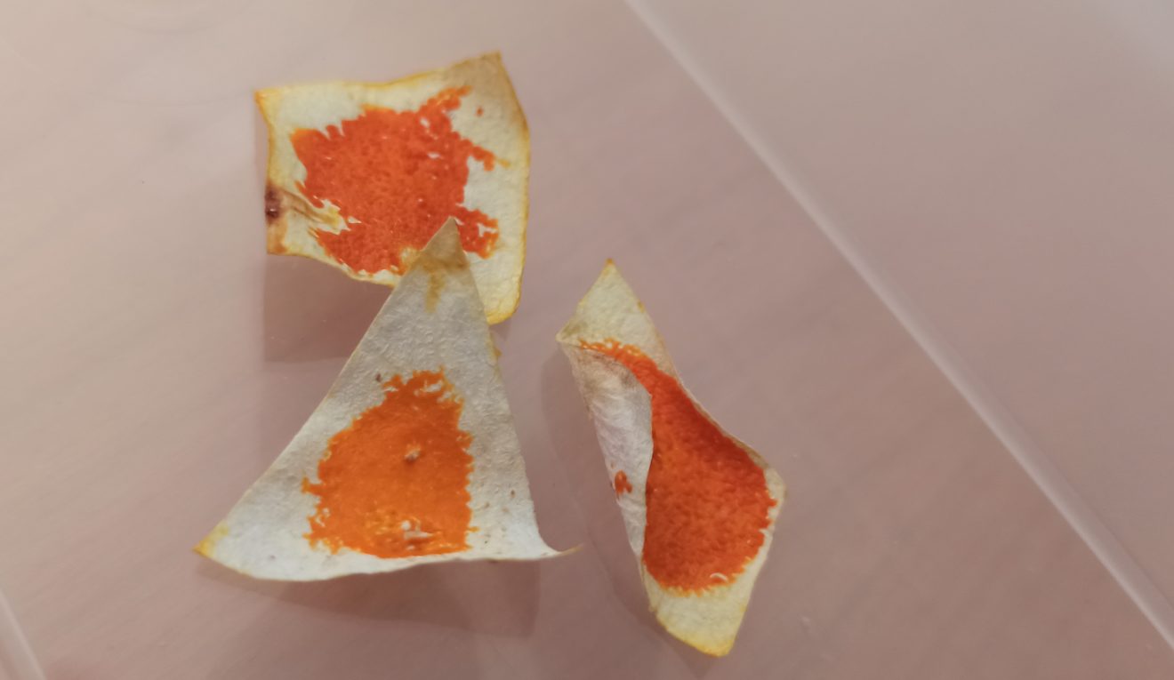 Comment élever un Blob - Physarum Polycephalum - SlyDventure